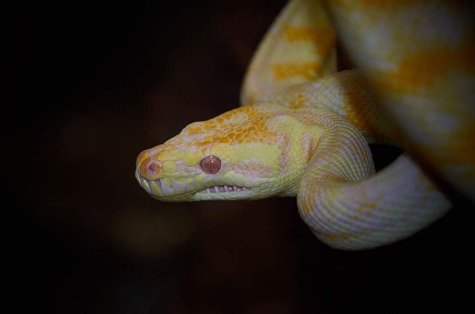 Odisha's 'Mowgli' has rescued 5000 snakes till date