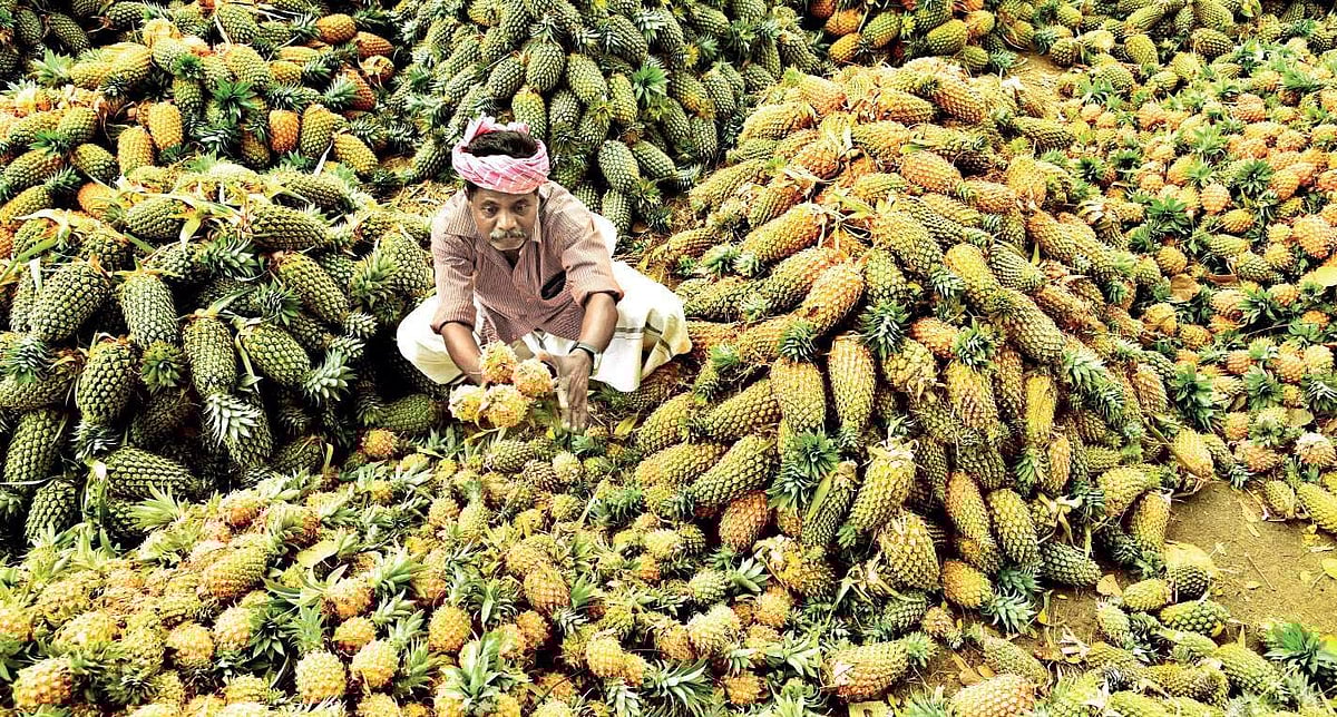 Horticulture crop production witnesses record-high of 300.6 million ...