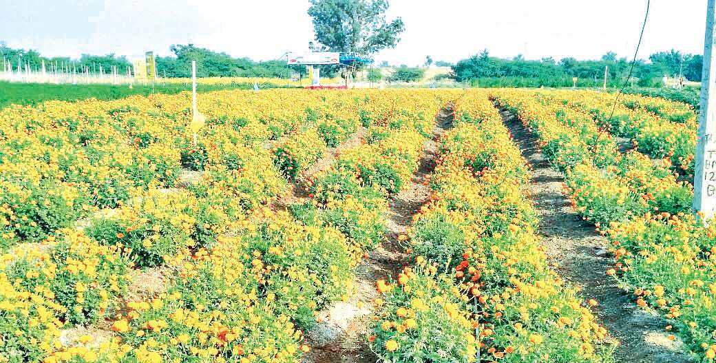 Karnataka to expand largest drip irrigation project