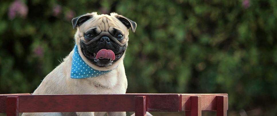 Vodafone brings back iconic ad campaign featuring pug