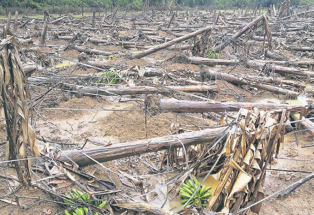 Kerala Agricultural University pegs farming sector losses due to deluge ...