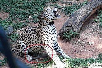Jaguar dies after fight with cobra in Mysuru Zoo