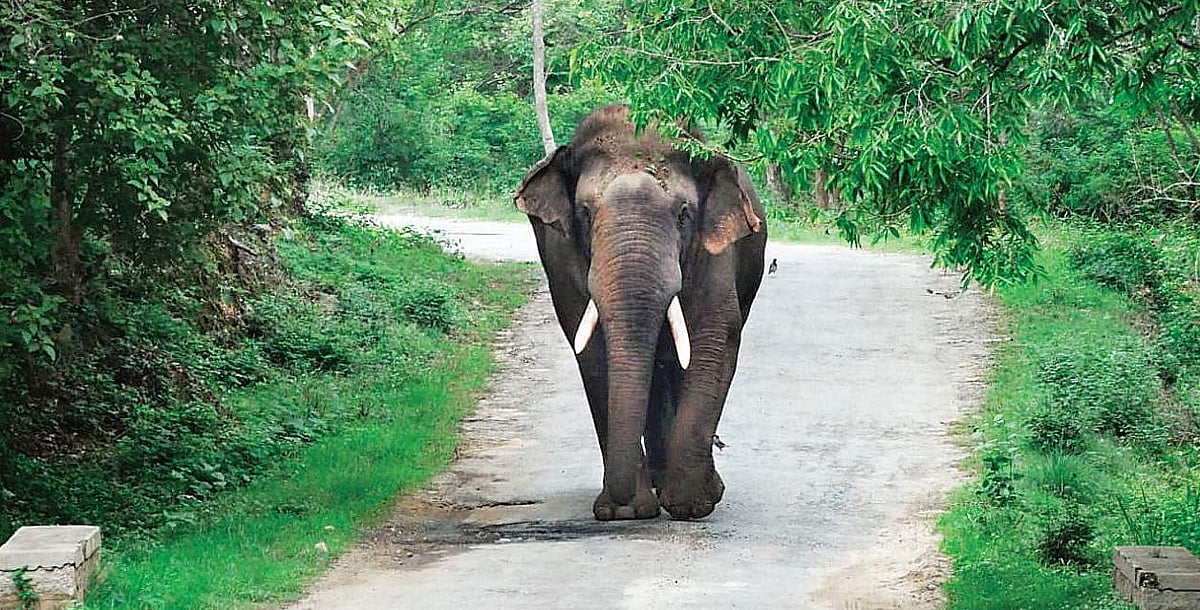 Ranga the elephant, who ruled the jungles of Karnataka when free, dies ...