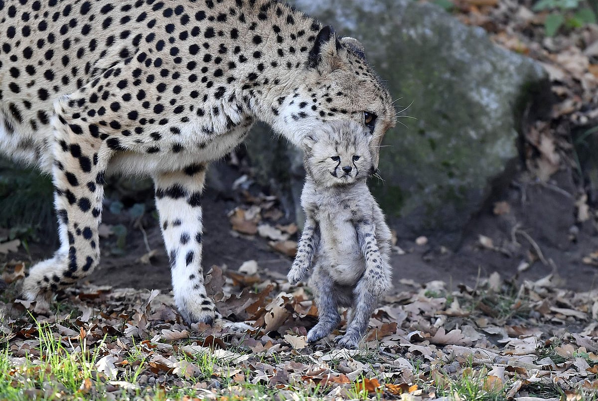 Newborn Cheetah Cubs 99 Baby Cheetah Cubs Stock Photos, High Res