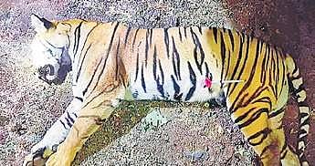 Tigress Avni may have been problem tiger but not man-eater: Activists