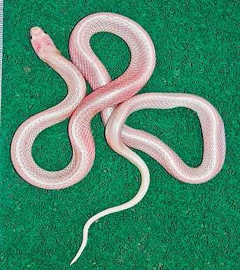 Rare albino snake rescued