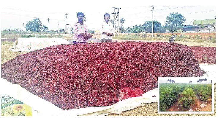 Chilli growers feel the heat as prices fall