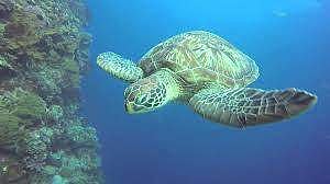 Global warming threatens 'feminization' of green sea turtles