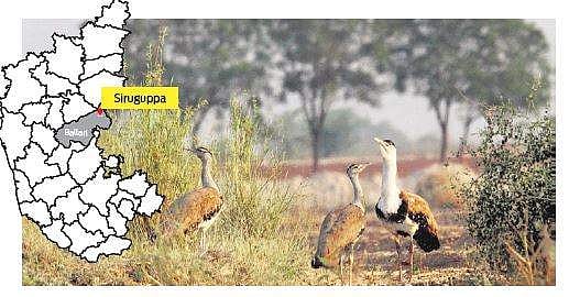 Siruguppa may become Great Indian Bustard protection zone