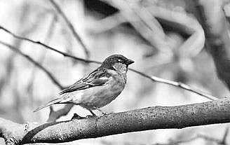 House sparrow conservation efforts of Odisha environmentalist lauded