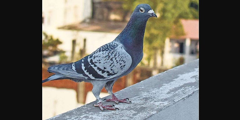 Homing pigeon racing: Meet Hyderabad's feathered racers
