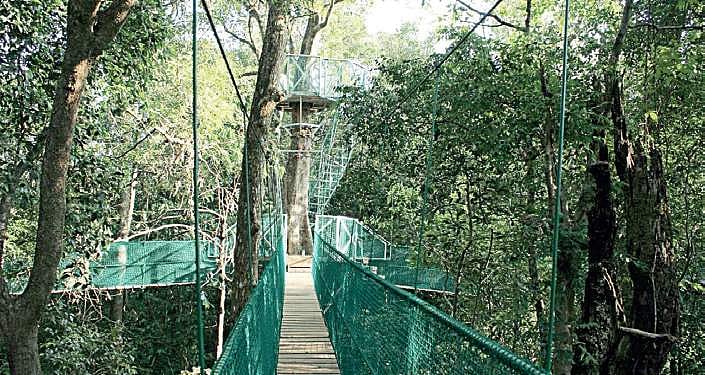 India’s first canopy walk opens soon