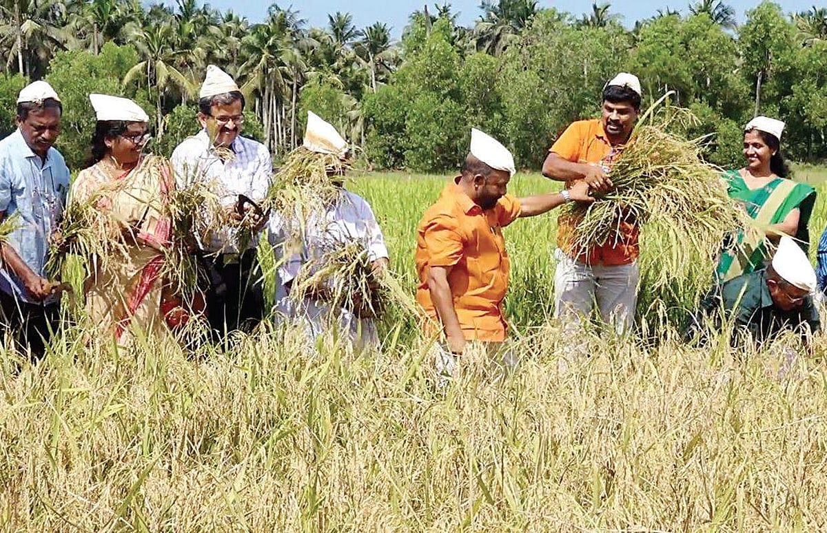 Punchapadam farming: Officers, scientists go through meticulous methods