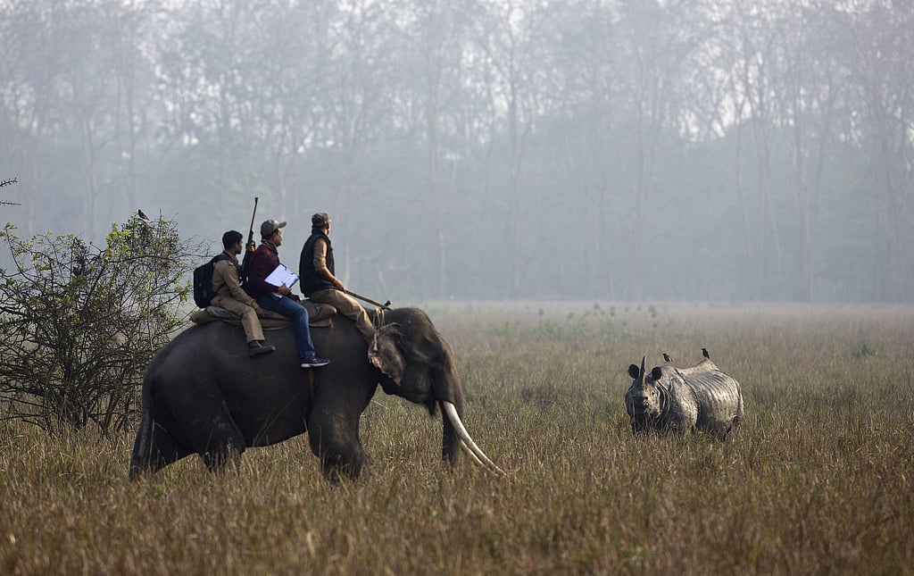 Rise in human-wildlife conflicts in HP as black bear, leopard ...