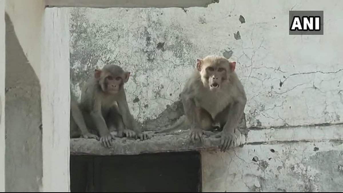 Over 100 monkeys die in a week in Uttar Pradesh village; poisoning ...