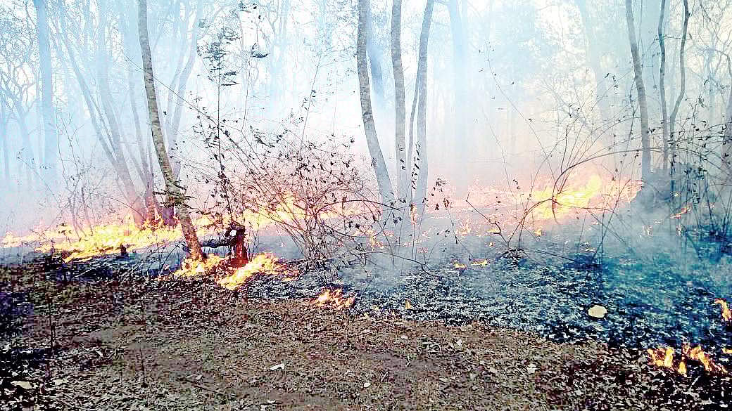 Fresh fire destroys over 100 acres forest in Kodagu