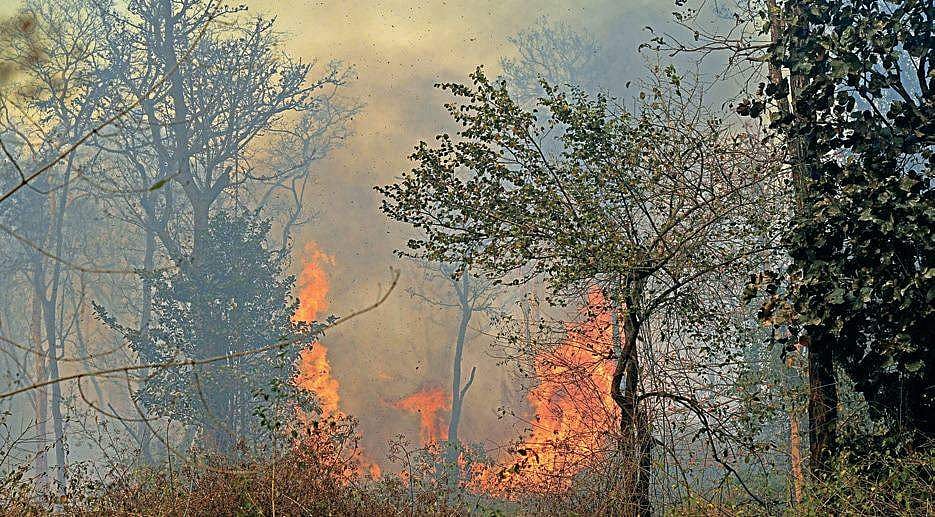 Fires in reserve forests outside Nagarhole raise concern