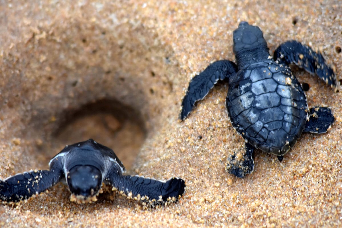 On a turtle nest trail at Dhareshwar beach