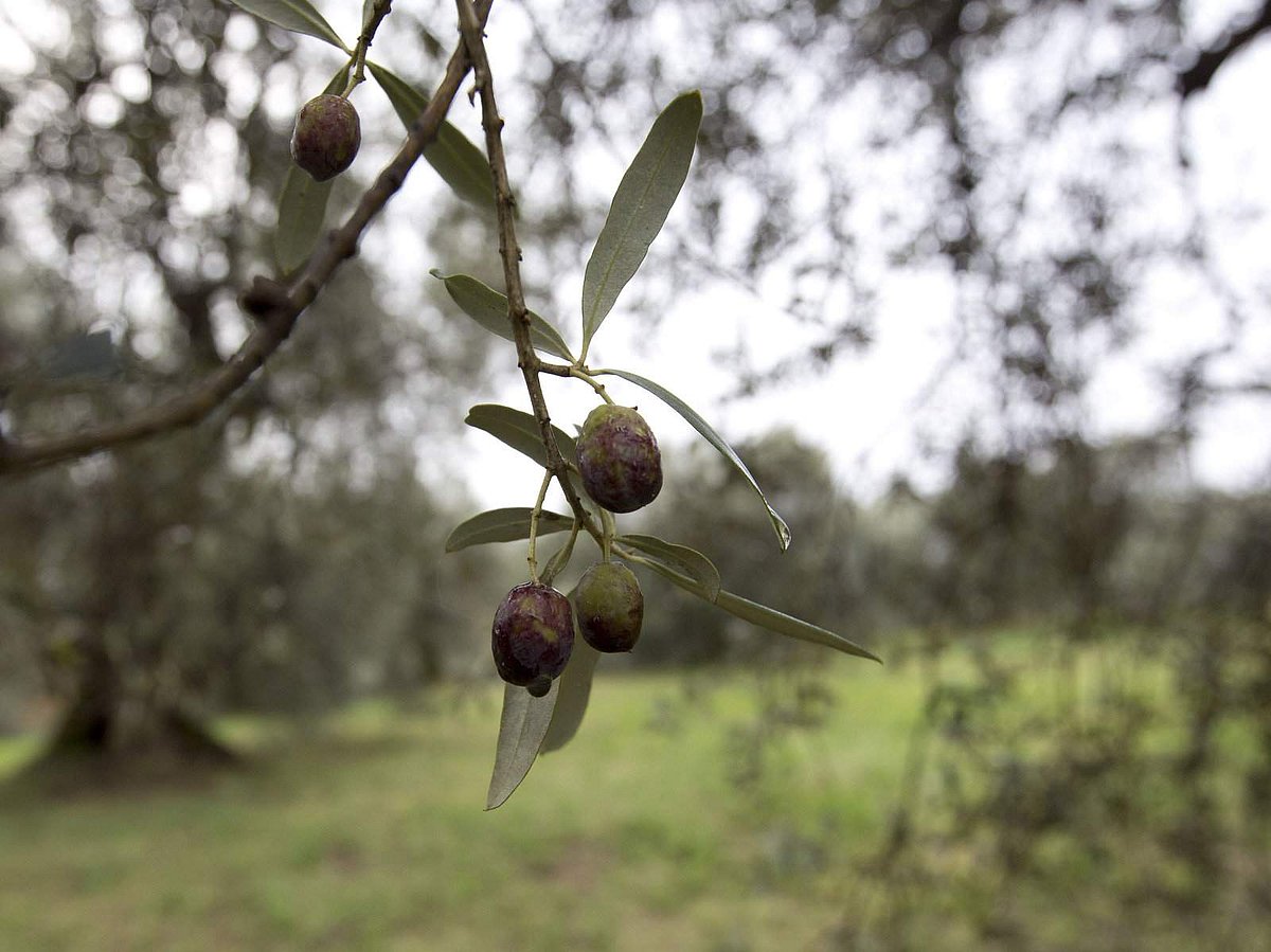 Deadly olive tree disease detected in Corsica