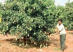 18 varieties of mangoes on single tree in Andhra Pradesh!
