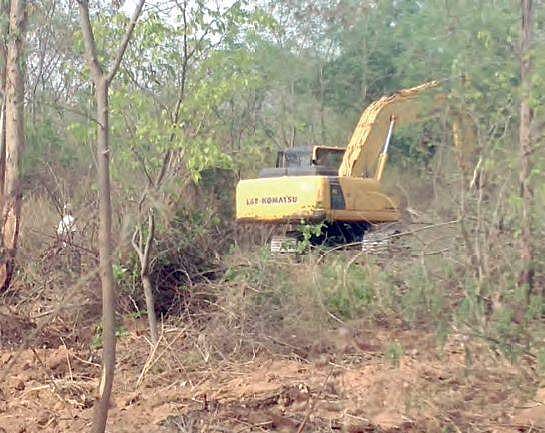 Plantation activity inside Telangana's Kothaguda reserve forest irks ...