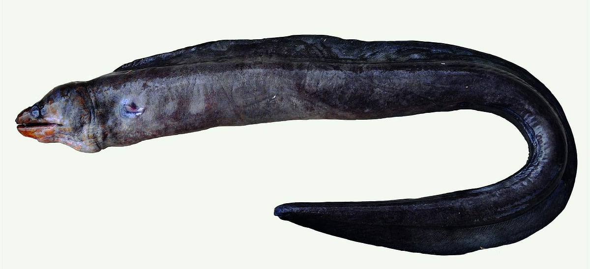 Rare eel species spotted in Gopalpur, named after Odisha