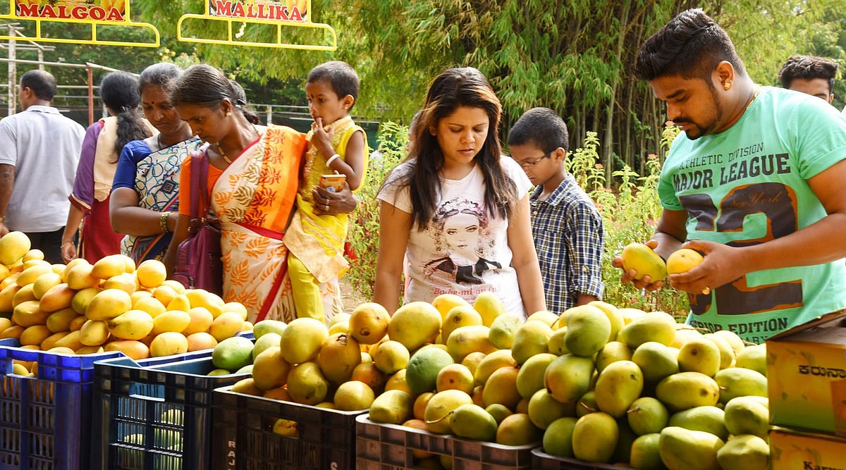 Mango Mela begins today