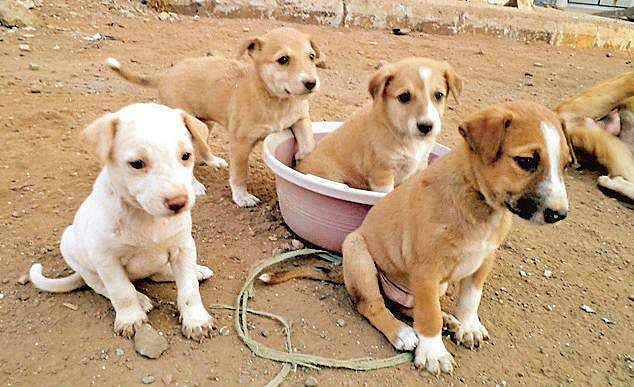 Take a bow-wow! Street dogs keep 'joint family' alive and kicking