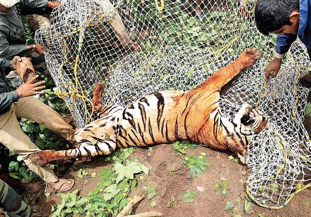 Injured tiger rehabilitated in Mysuru