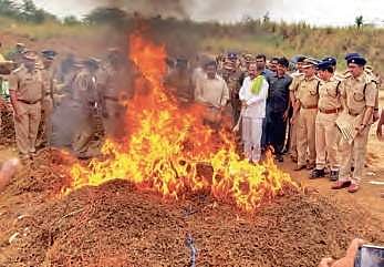 Andhra Pradesh: 7,800 kg of dry ganja destroyed