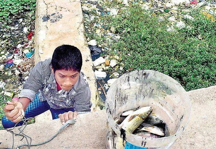 Fish from sewage-filled lake, straight to your plate