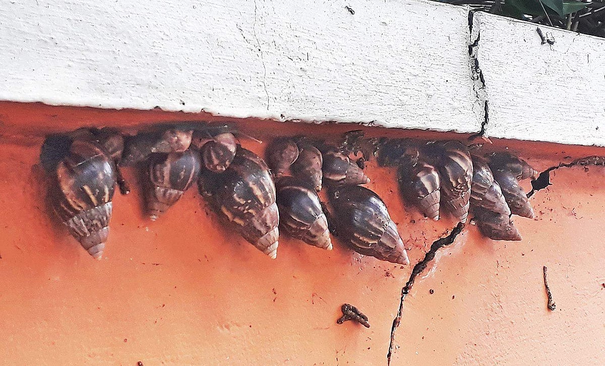 Salt-tobacco decoction to fight giant African snails in Kerala
