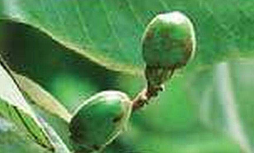 Bhallataka: The magic fruit