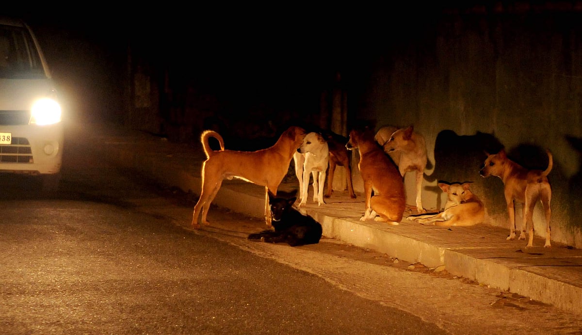 Culling of stray dogs in Uttar Pradesh: SC refuses to pass interim order