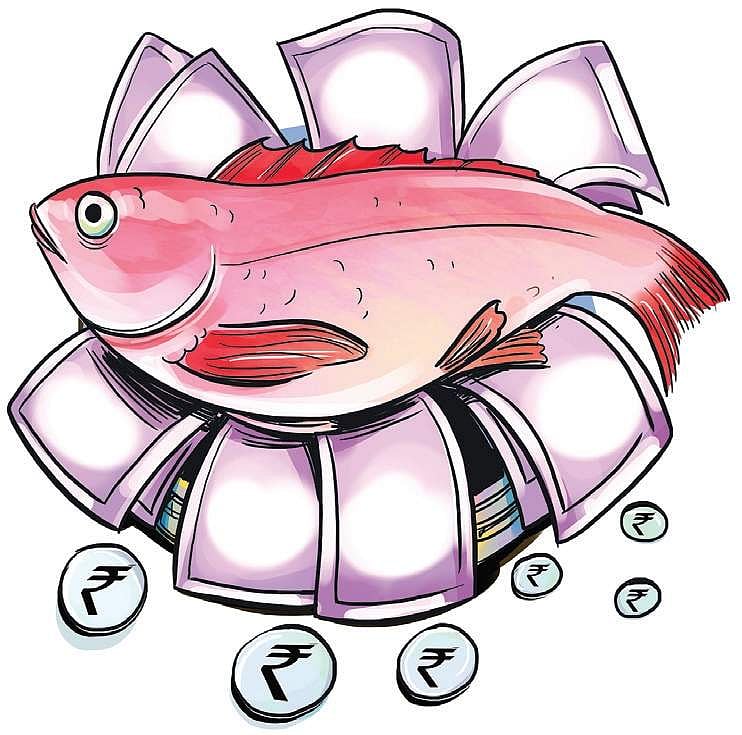 Soon, relish yummy Matsyafed spread