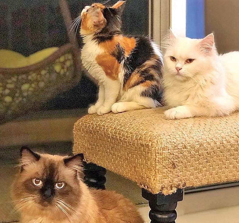 Cat psychologist: Felines are not selfish, just ‘human’