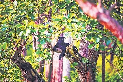 Trigger-happy to freeze the tiger