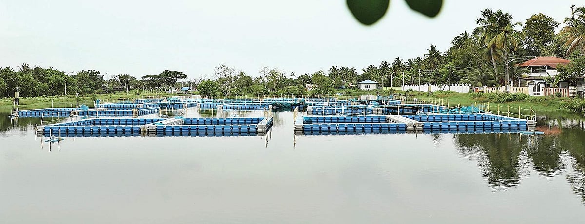 Greater Cochin Development Authority may lose Rs 4.5 crore in fish ...
