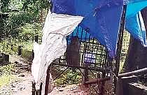 Finally, freedom for Mathai the monkey