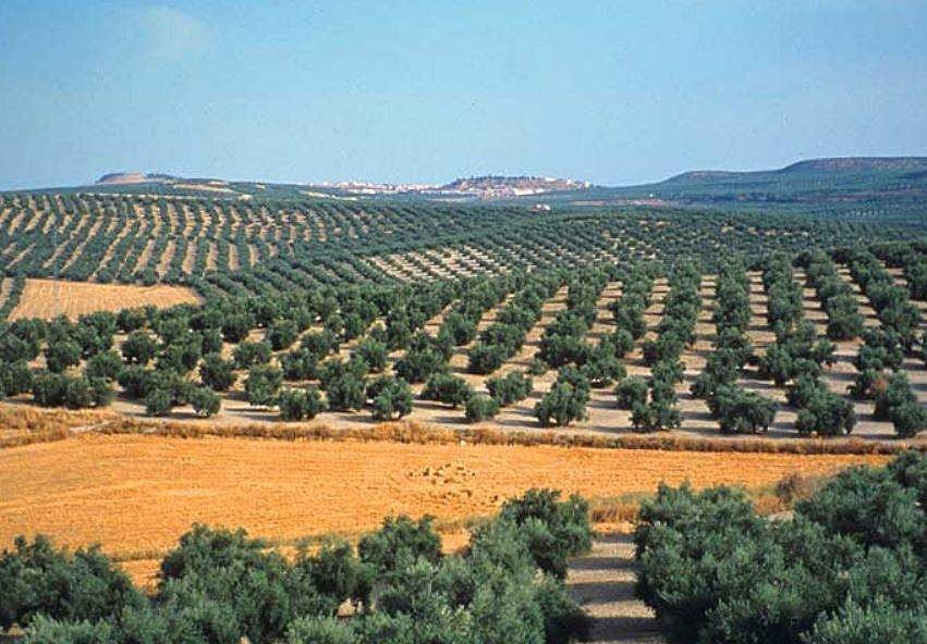 Experience the Greece countryside with Olive harvesting season