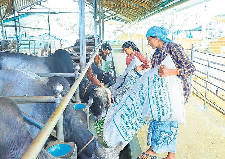 Volunteers work to keep animals afloat in Kerala, Kodagu