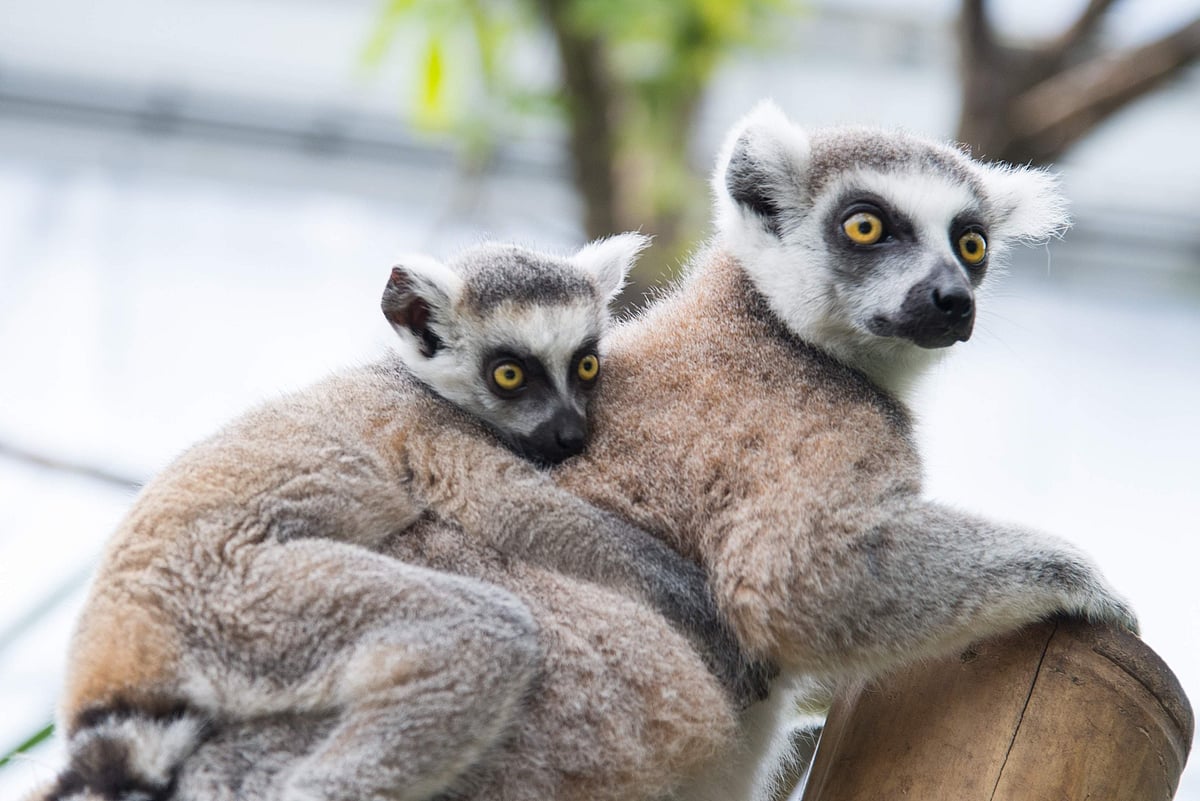 'Three unknown ancient primates identified'