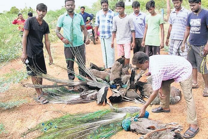 43 peahens, peacocks found dead in Kunnathur