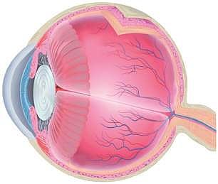 Retinal diseases leading cause of chronic blindness