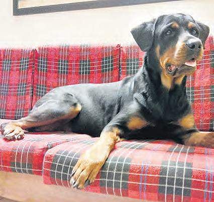 Cherry: The Labrador in a Rottweiler’s body