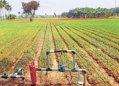Govt’s Rs 1.6K cr boost for micro-irrigation projects