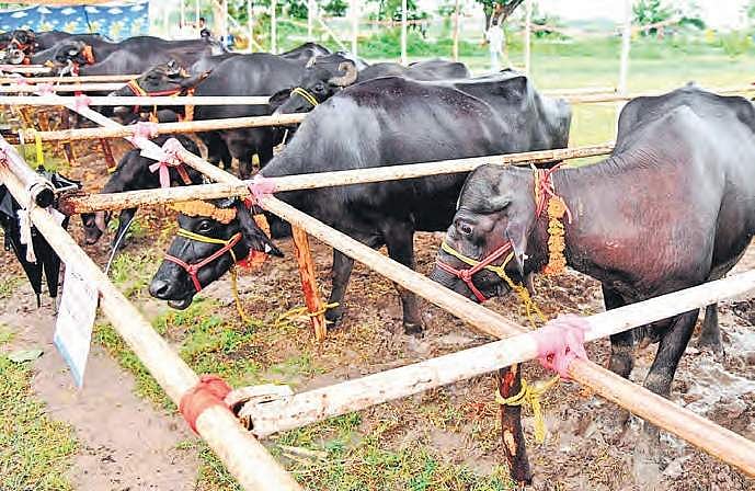 Department of Dairy Development to revive, new projects lined-up