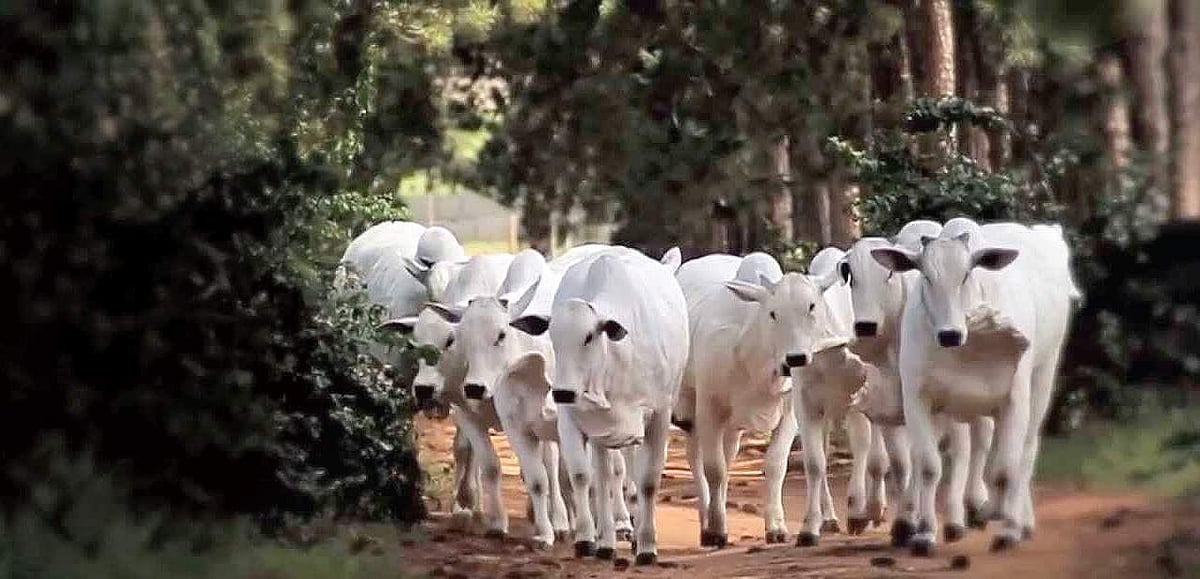 Euthanasia performed on cow badly hurt after eating food stuffed with ...