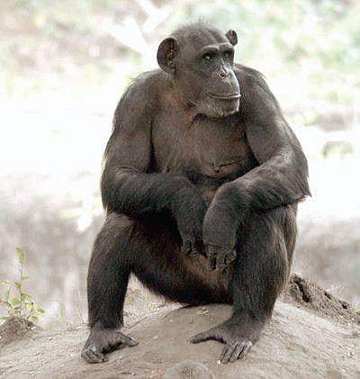 Sahara group chief Subrata Roy’s former pet Chimpanzee attacks zoo ...