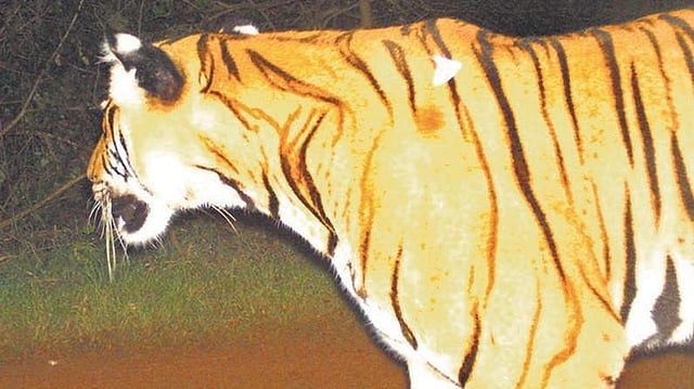 Tiger injured by snare in TN's Anamalai Tiger Reserve to be ...